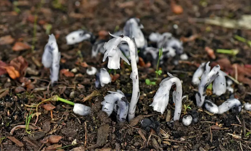 Ghost pipe (Monotropa uniflora) plant with powerful health benefits!